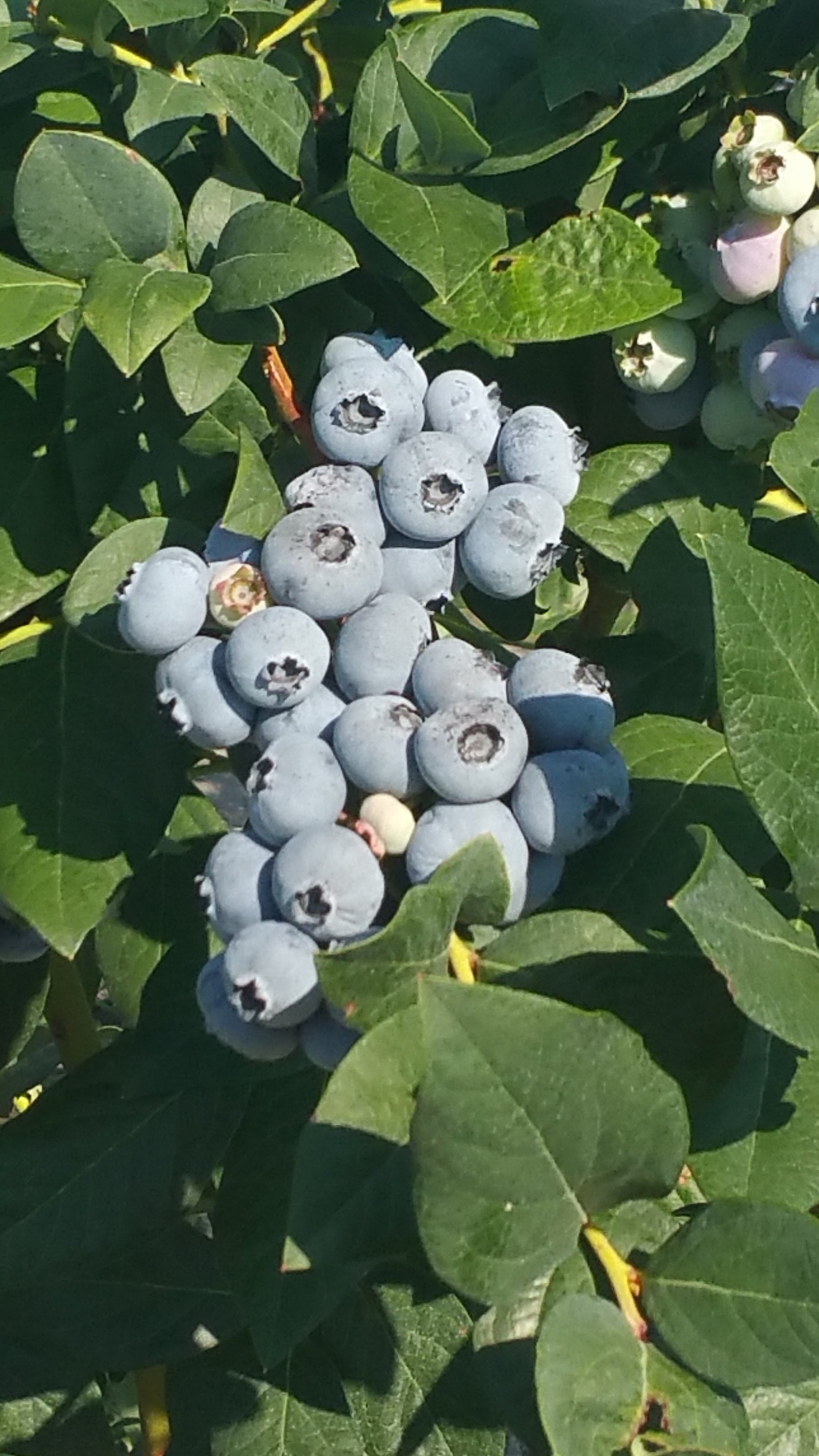 Pre-picked 10 lb. BOX (loose) | Haines Berry Farm